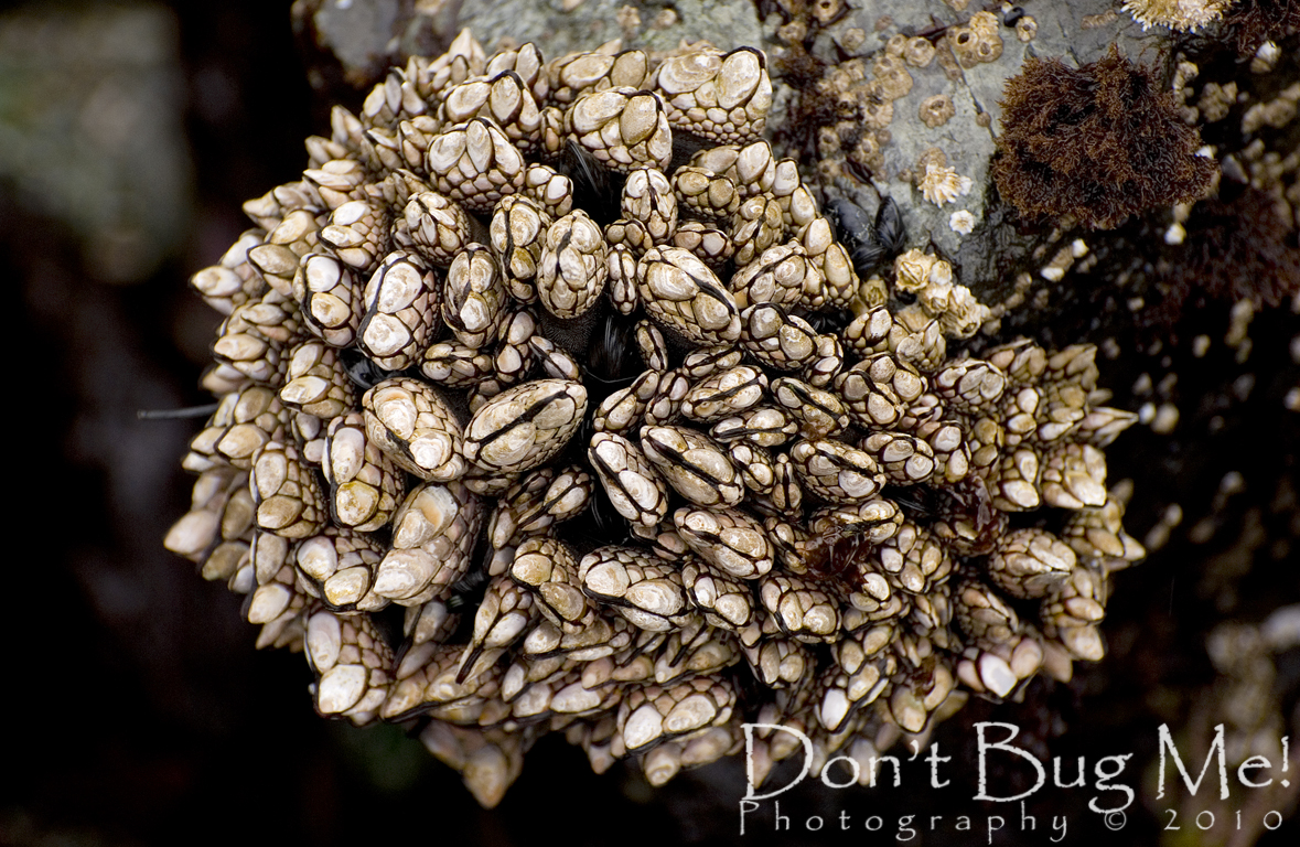 Don't Bug Me!: Geese Come From Barnacles - Who Knew!?!