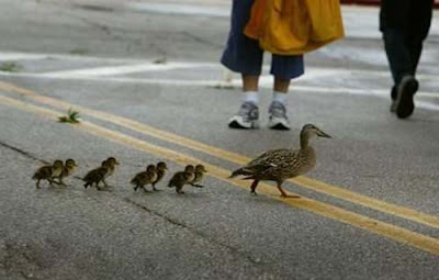 fast forward >>: Example of Discipline in animals