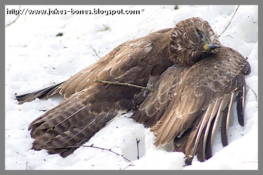 The dead buzzard : Jake's Bones