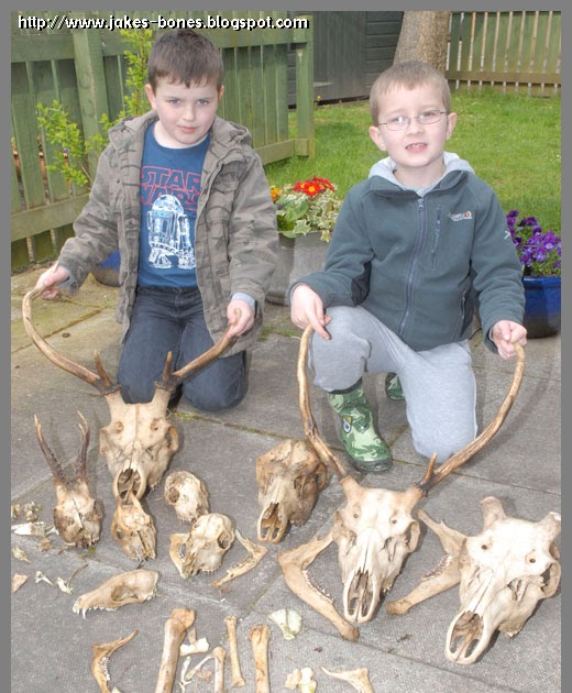 One of my best bone finds : Jake's Bones