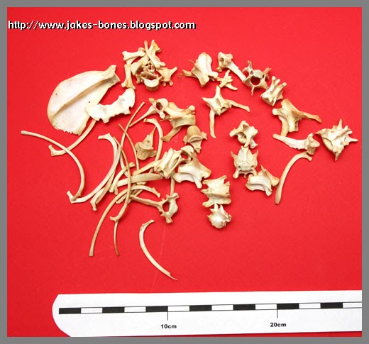 Putting a fox skeleton back together : Jake's Bones