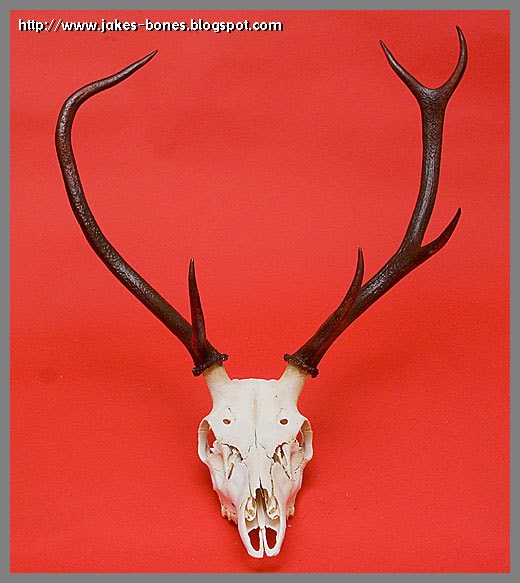 The cleaned up six-point red deer skull : Jake's Bones