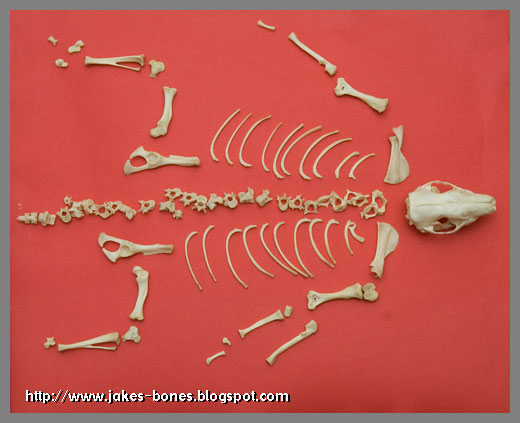 Digging up the hedgehog : Jake's Bones