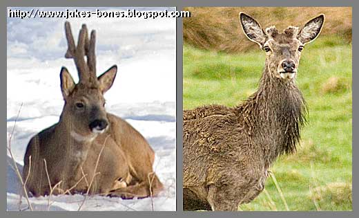 How to tell red and roe deer apart : Jake's Bones