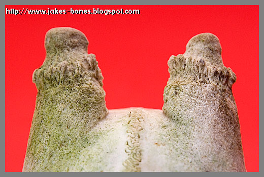 All about deer pedicles : Jake's Bones