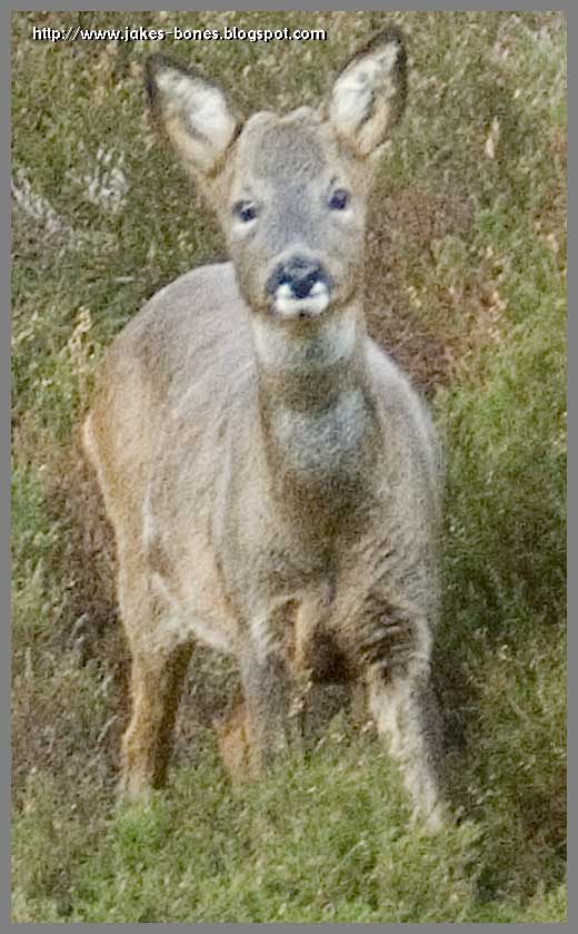 All about deer pedicles : Jake's Bones