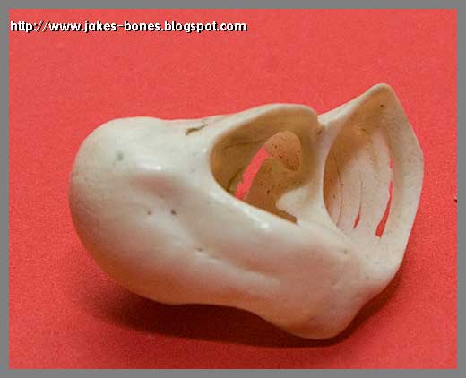 Strange bones #7 - the strangest bone yet ? : Jake's Bones