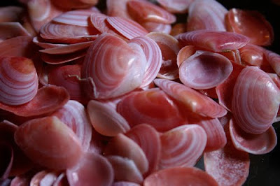 AAA ACCADEMIA AFFAMATI AFFANNATI: EBRIDI ESTERNE. CONCHIGLIE. THIN ...