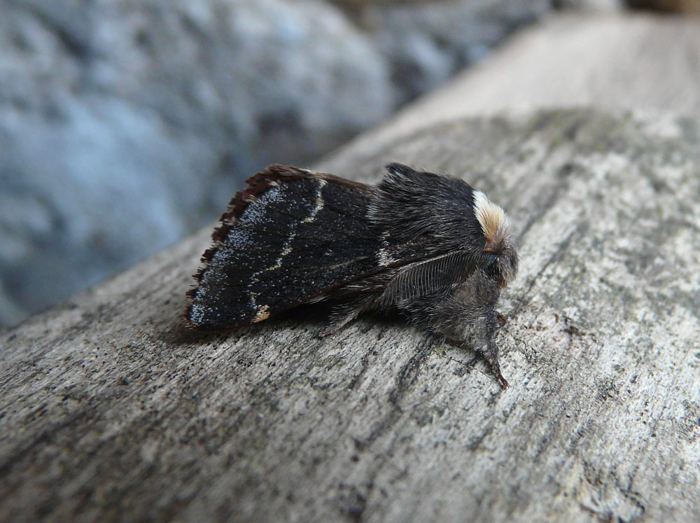 The Orthosia Enthusiast: Furry Moth...