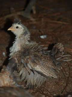 Feather Feet & Vulture Hocks: 2009