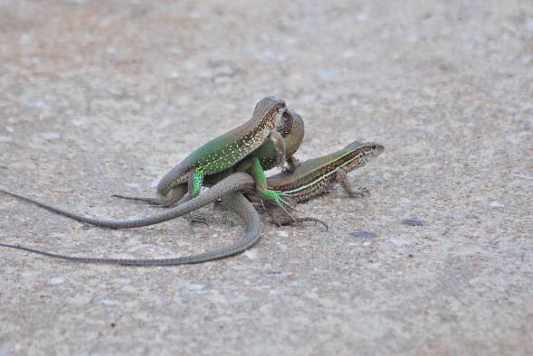 Sítio Tamboril: Bico Doce - Calango - Ameiva