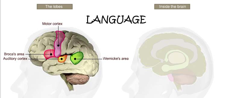 TL's Journey of Life (Chapter one): Part 5: Brain Regions and Controls