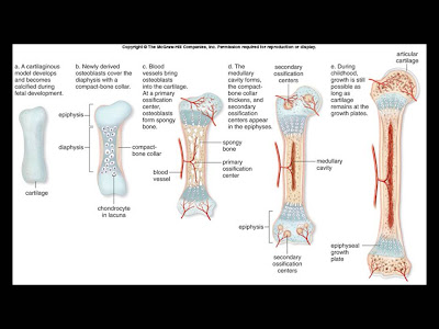 Maggie's Farm: Compendium Review: Movement
