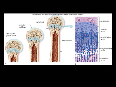 Maggie's Farm: Compendium Review: Movement