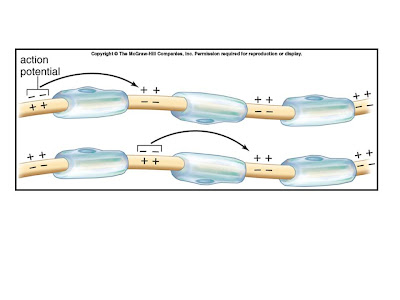 Maggie's Farm: Compendium Review Unit III: Nervous System