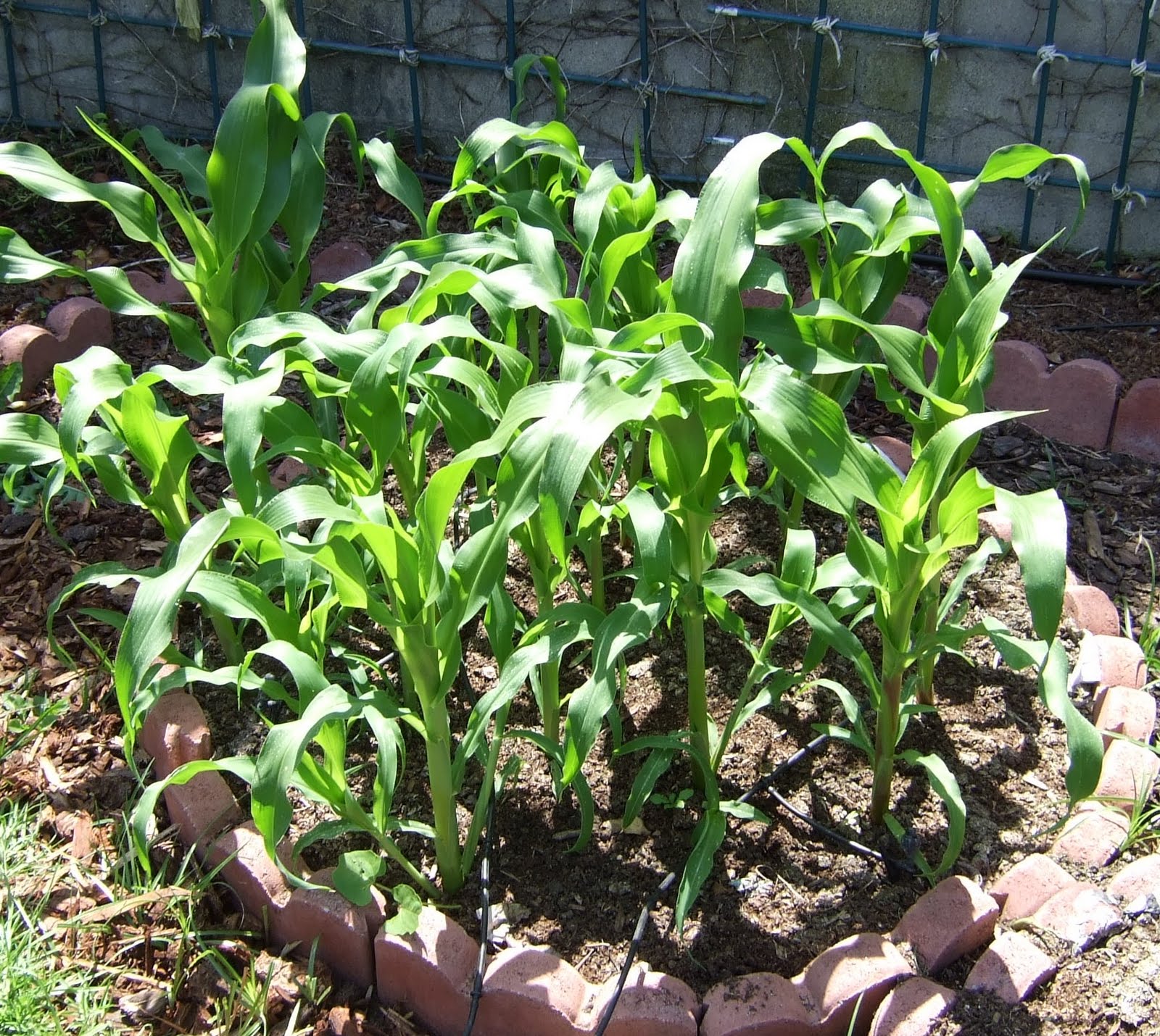 My Southern California Vegetable Garden: Two Feet Tall Sweet Corn