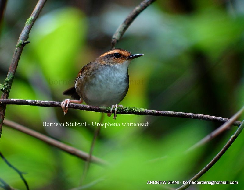 Borneo Avifauna: BORNEAN STUBTAIL - Urosphena whiteheadi