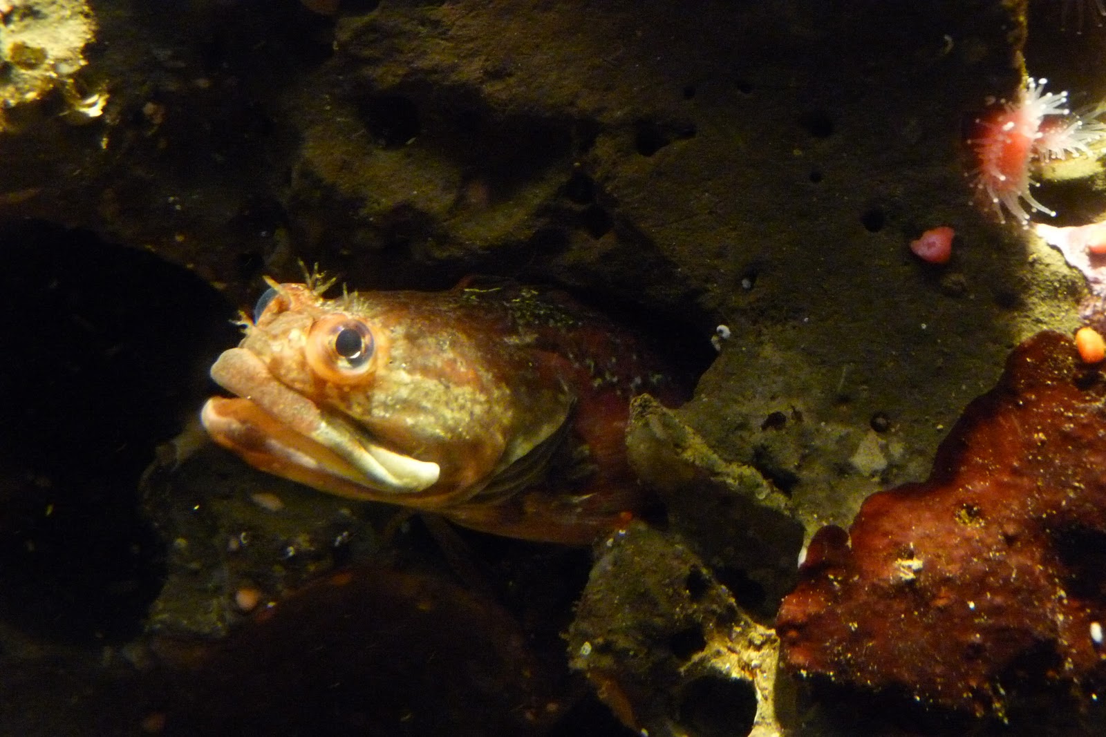 ScheckTrek: Monterey Peninsula, Part 2