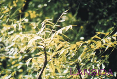 Mimba (Azadirachta indica A. Juss.) ~ Lansida