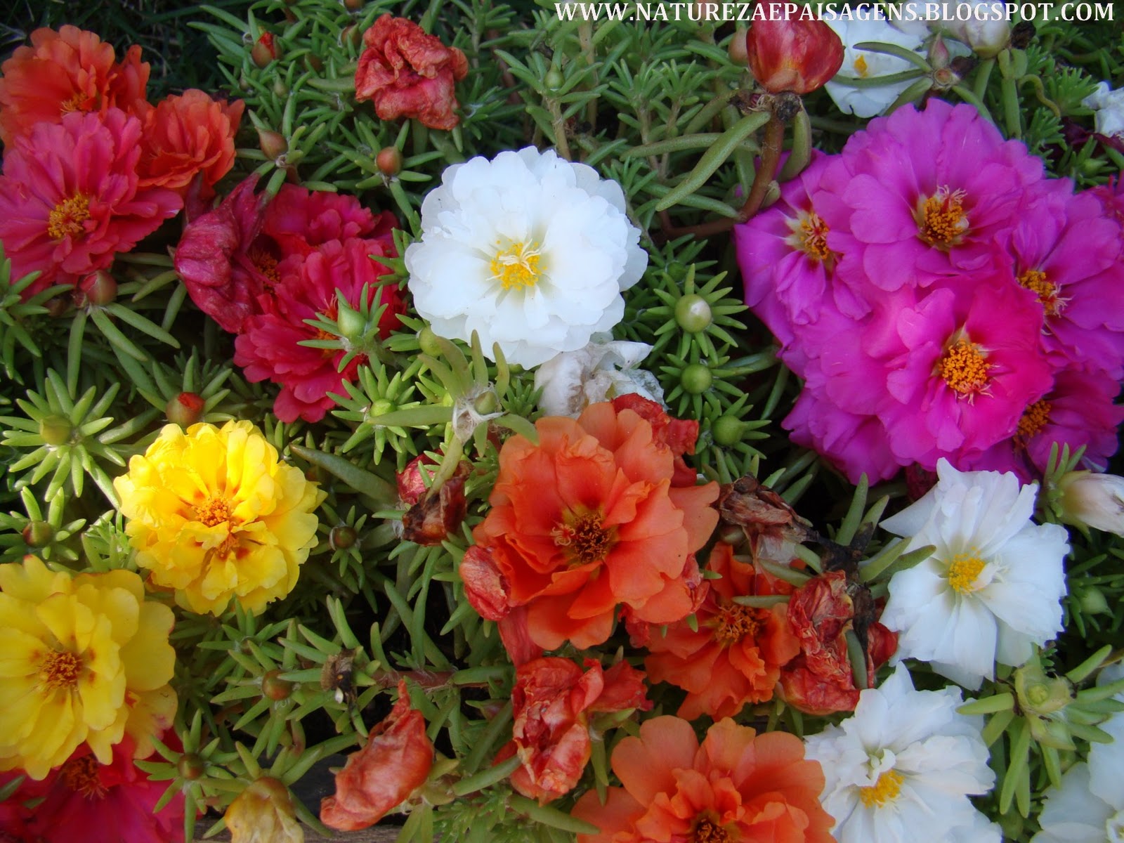 Natureza e Paisagens: PORTULACA GRANDIFLORA