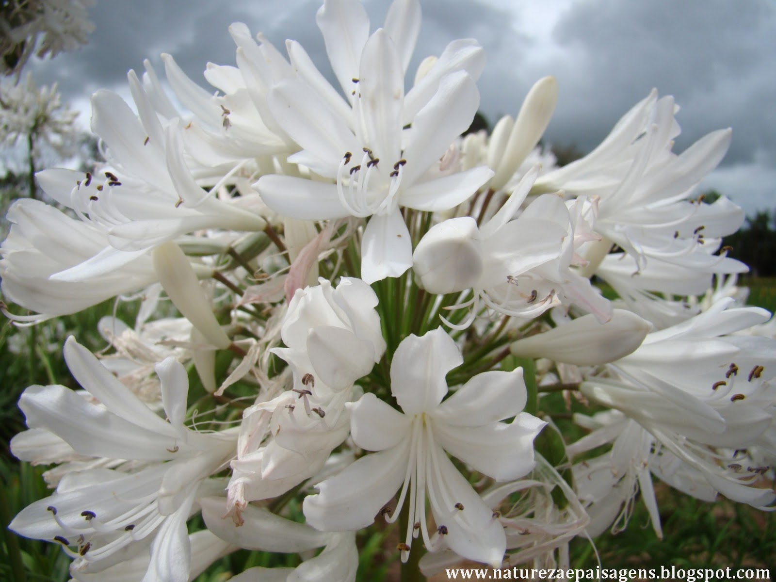 Natureza e Paisagens: AGAPANTO