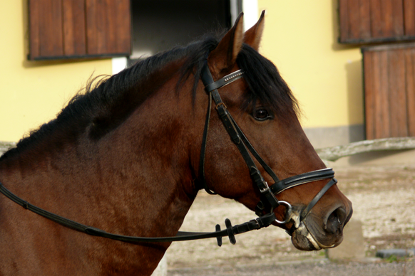 Lovas fotók - lovas képek: 2010