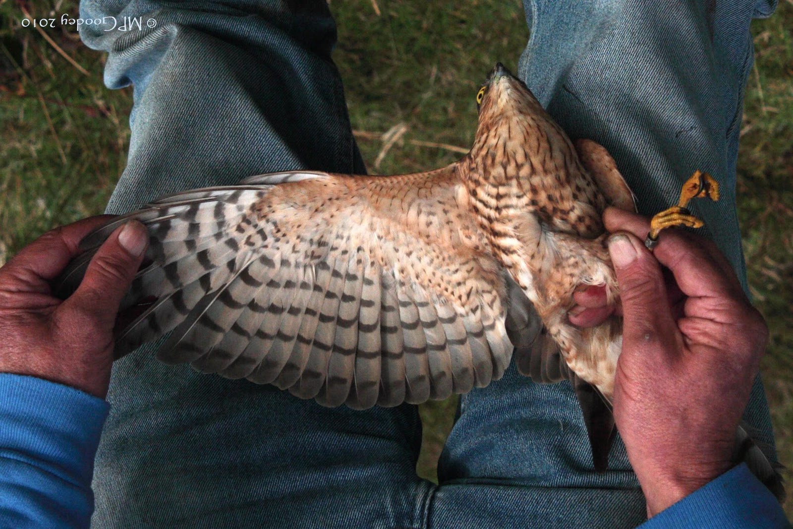 SCILLYSPIDER: An article on the small accipiter on St Mary's