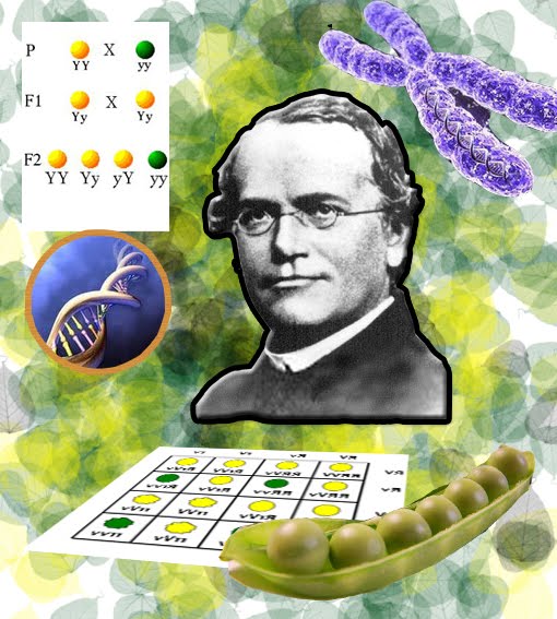 ARTIGOS TÉCNICOS - CANIL BOIADEIRO: Gregor Mendel, O pai da genética,