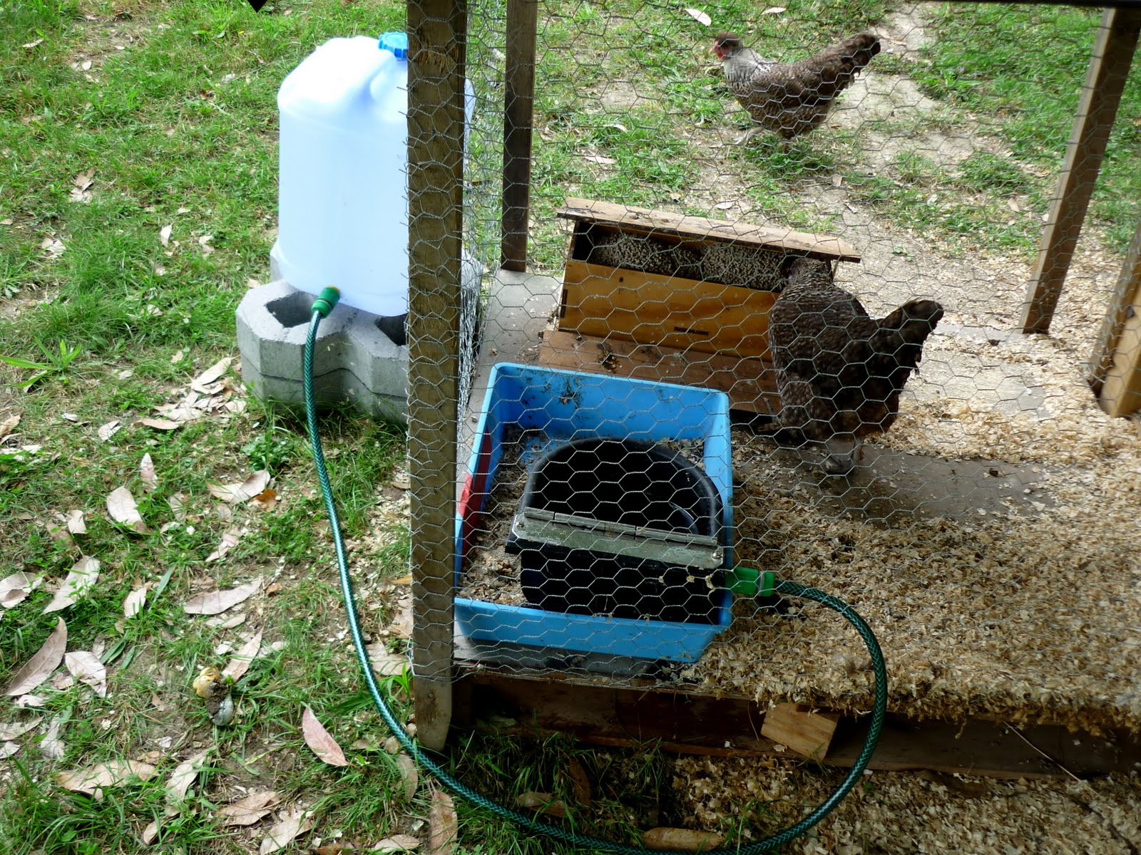 Fantails and Fibrolite: Chicken House Irrigation System
