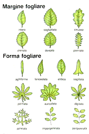 Impariamo insieme: Le foglie