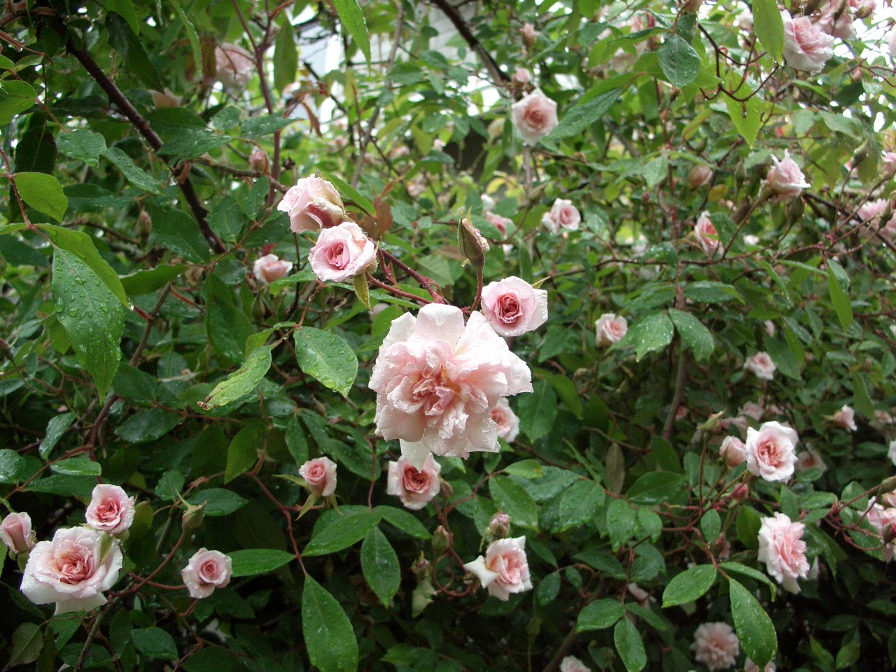 Bountiful Home Edmonds: Joanies Cecil Brunner Rose