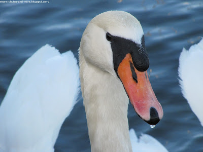 The swan: swan's head