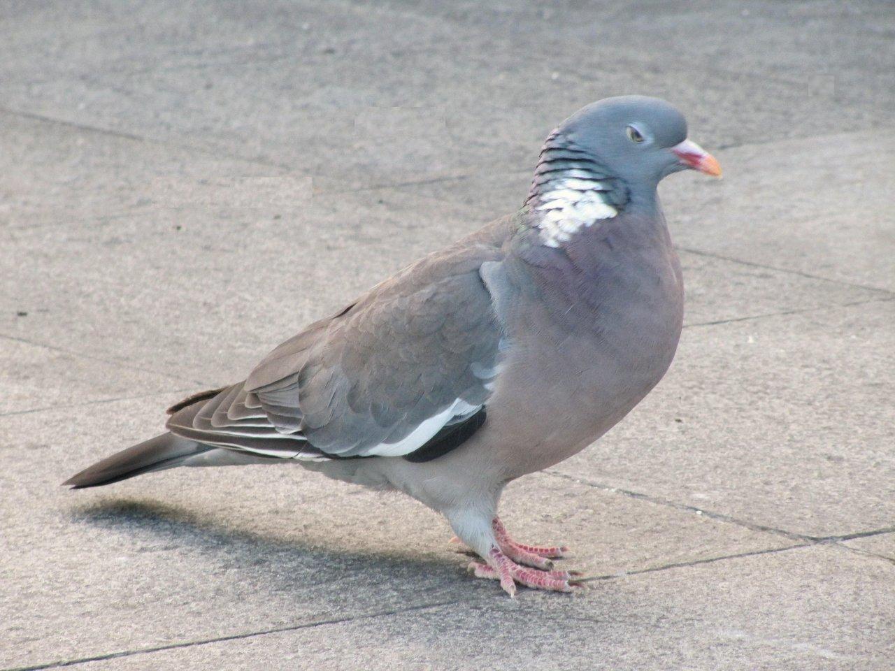 Qu'en pensez vous ?: Photos de colombe gratuites