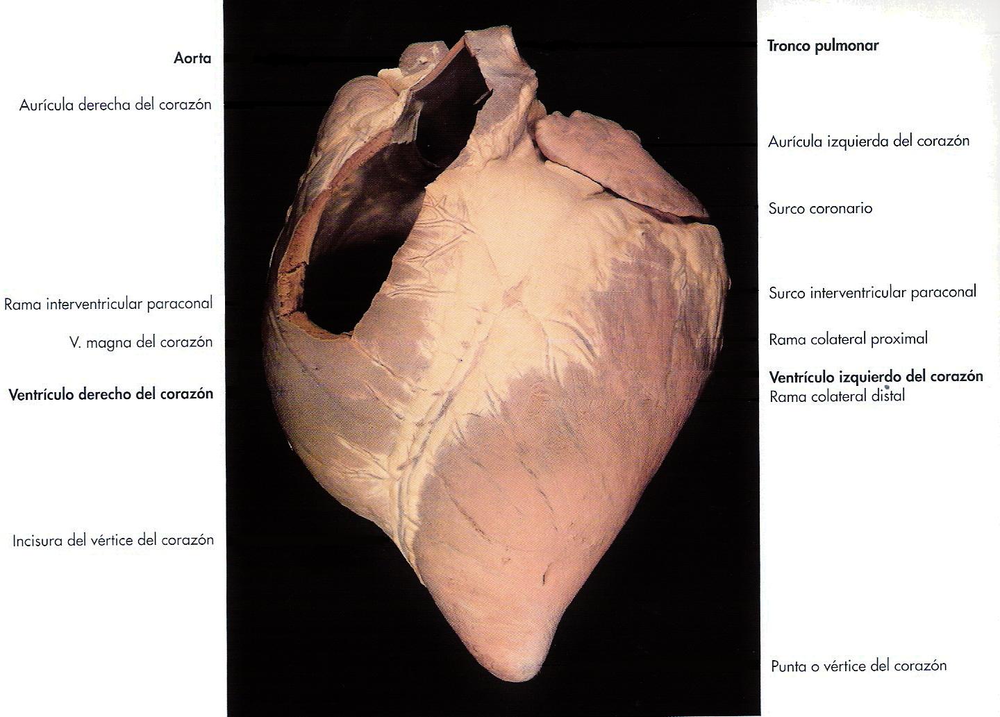 Tareas Veterinaria: iMagenes anatomia