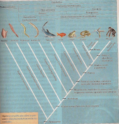 Grupo dos Cordados: Filo Chordata: características gerais
