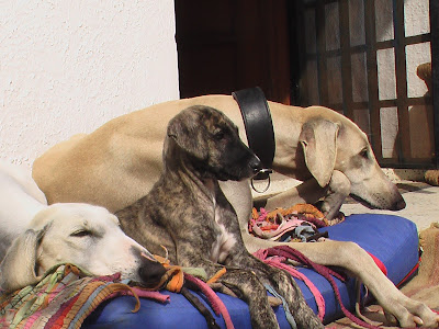 Caravan Hound: Teen Karwan