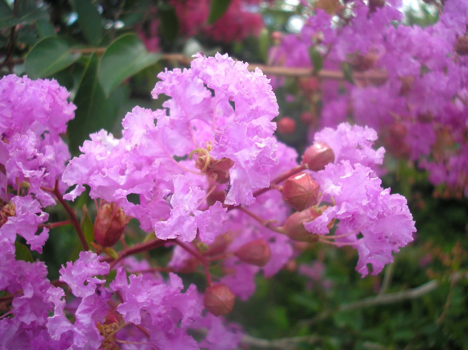 Texan Rose: The Crepe Myrtle is Blooming