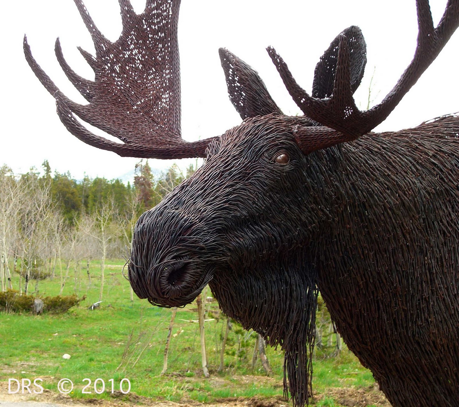 Longs Peak Journal: Real Moose at Brainard Lake