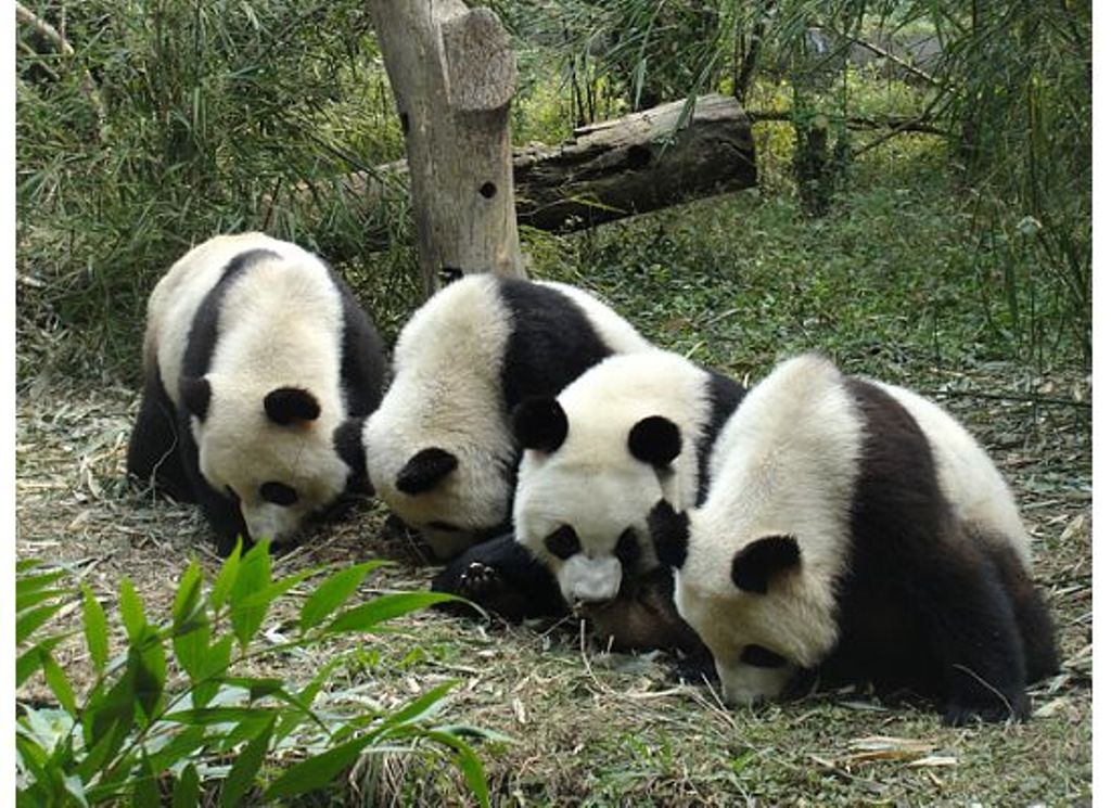 Travel Out There: A Visit To The Pandas