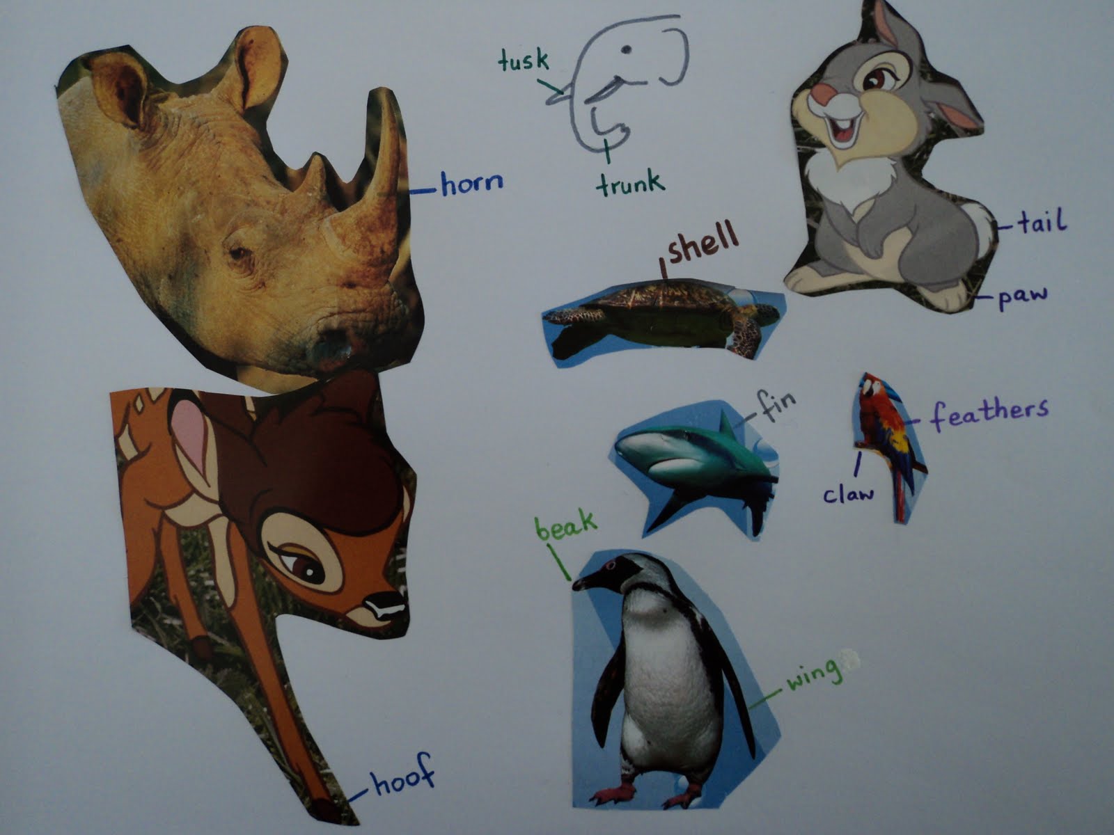 Express Teach - Learn English Online: Parts of an animal