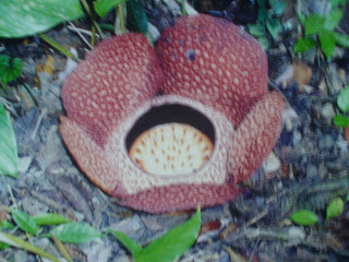 Pusat Pelancongan Sabah: BUNGA RAFFLESIA