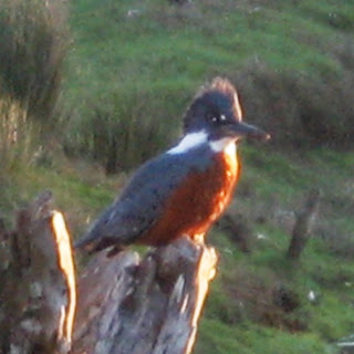 Santuario de las Aves de Caulín - Chiloé - Chile