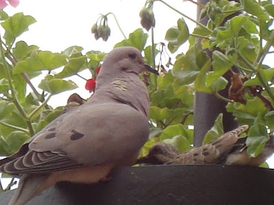 Pássaros e Flores: pomba com filhote
