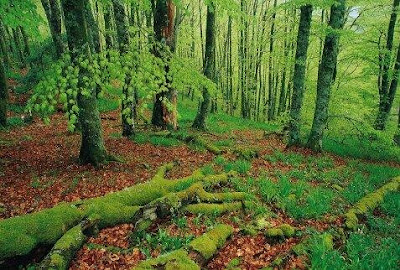 El Bosque Amigo: Espacio Natural Protegido