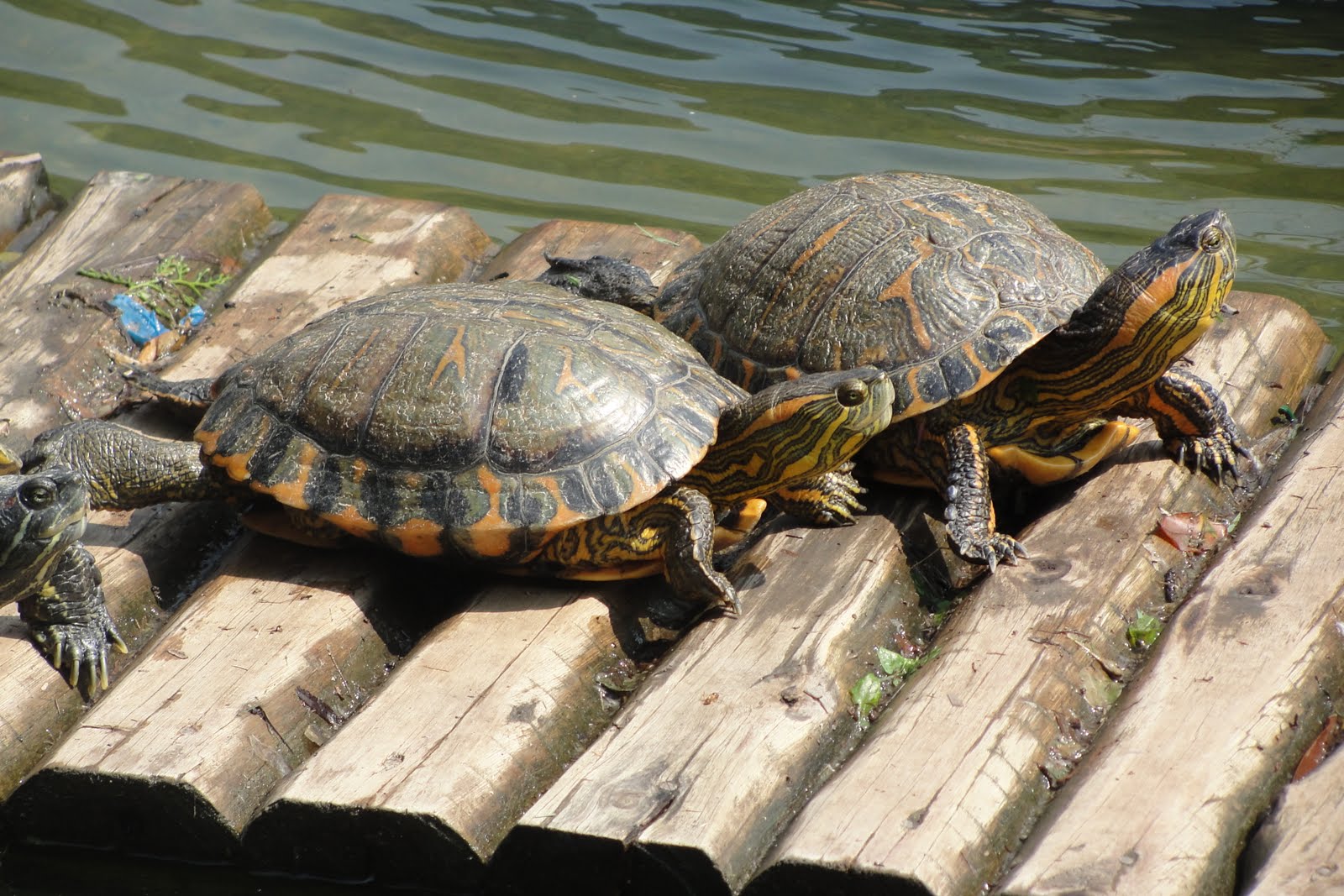 DIANA TOURS IN RIO DE JANEIRO: ANIMALS YOU CAN SEE IN RIO DE JANEIRO