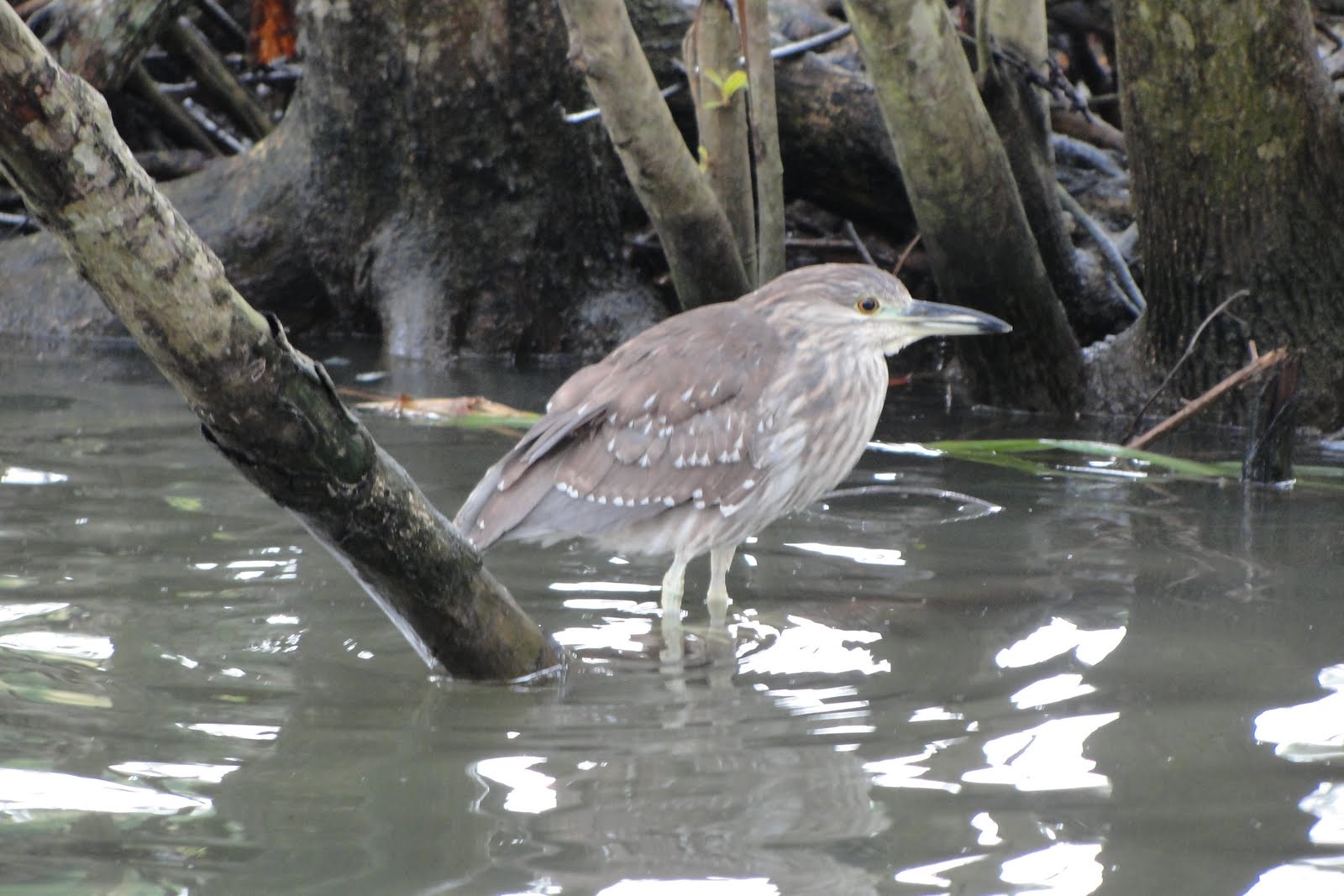DIANA TOURS IN RIO DE JANEIRO: ANIMALS YOU CAN SEE IN RIO DE JANEIRO