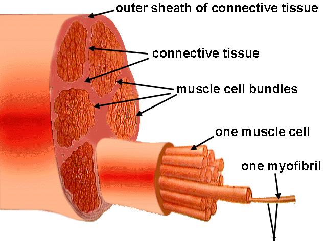 Easy Muscle Building Tips