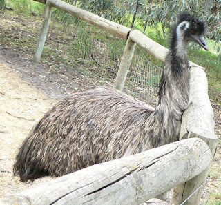 The Jungle Store: Largest bird native to Australia