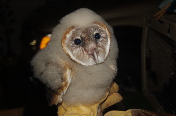 Protecting and Caring for Wild Birds: A Rescued Baby Barn Owl
