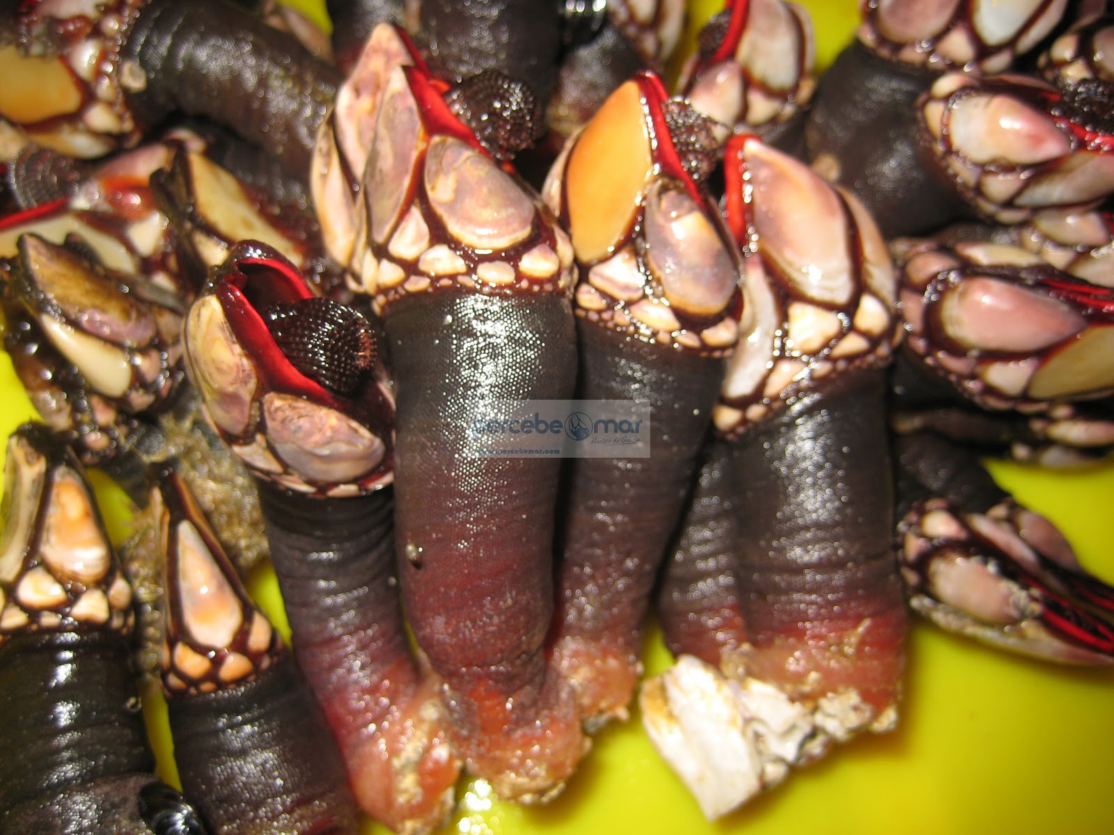 percebemarblog: Percebe gallego